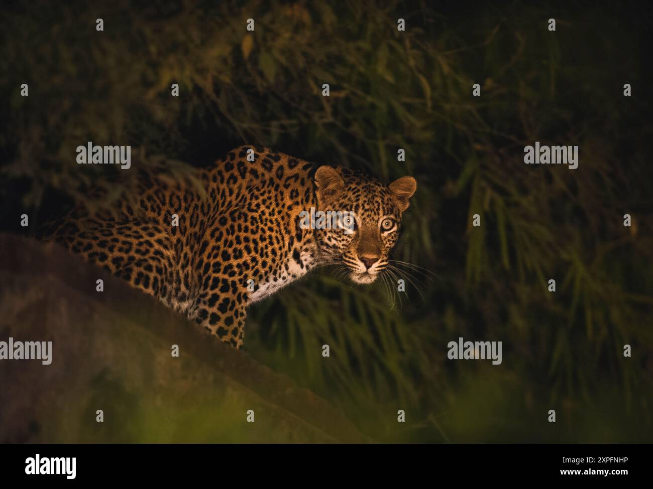 Indian leopard night hi-res stock photography and images - Alamy