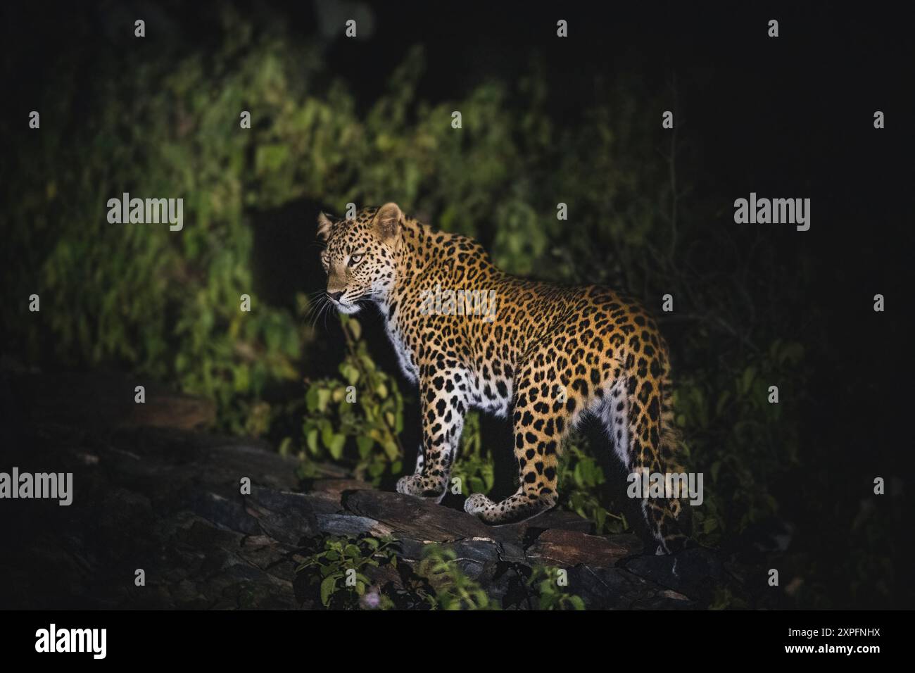 Indian leopard night hi-res stock photography and images - Alamy