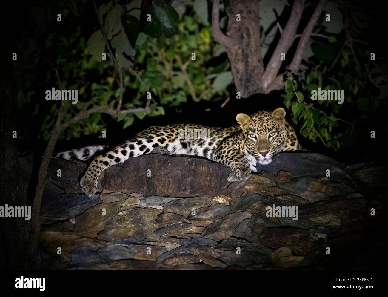 leopard on the prowl at night Stock Photo - Alamy