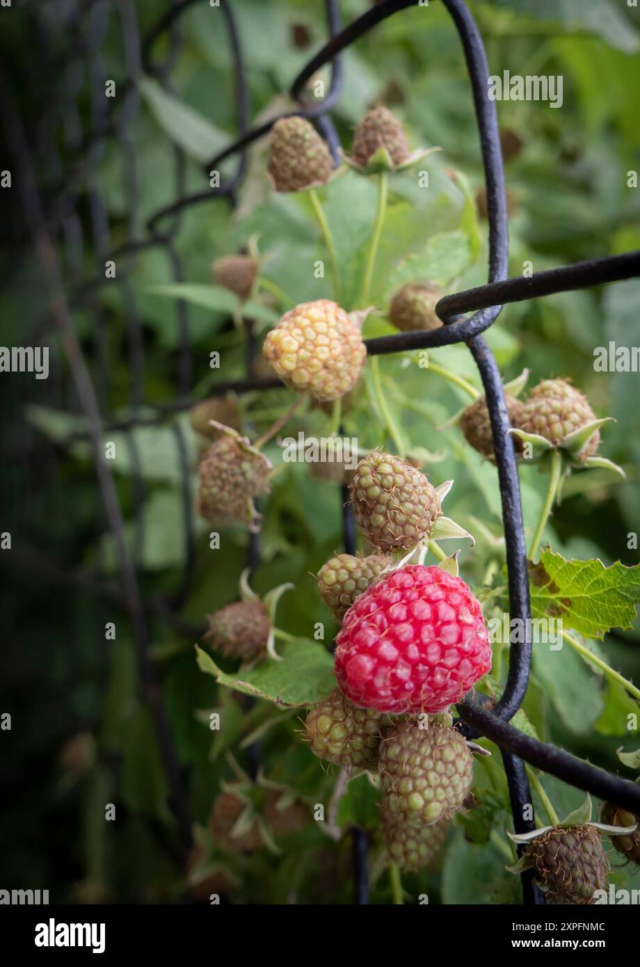 Raspberry fruit on a bush near a mesh fence Stock Photo - Alamy