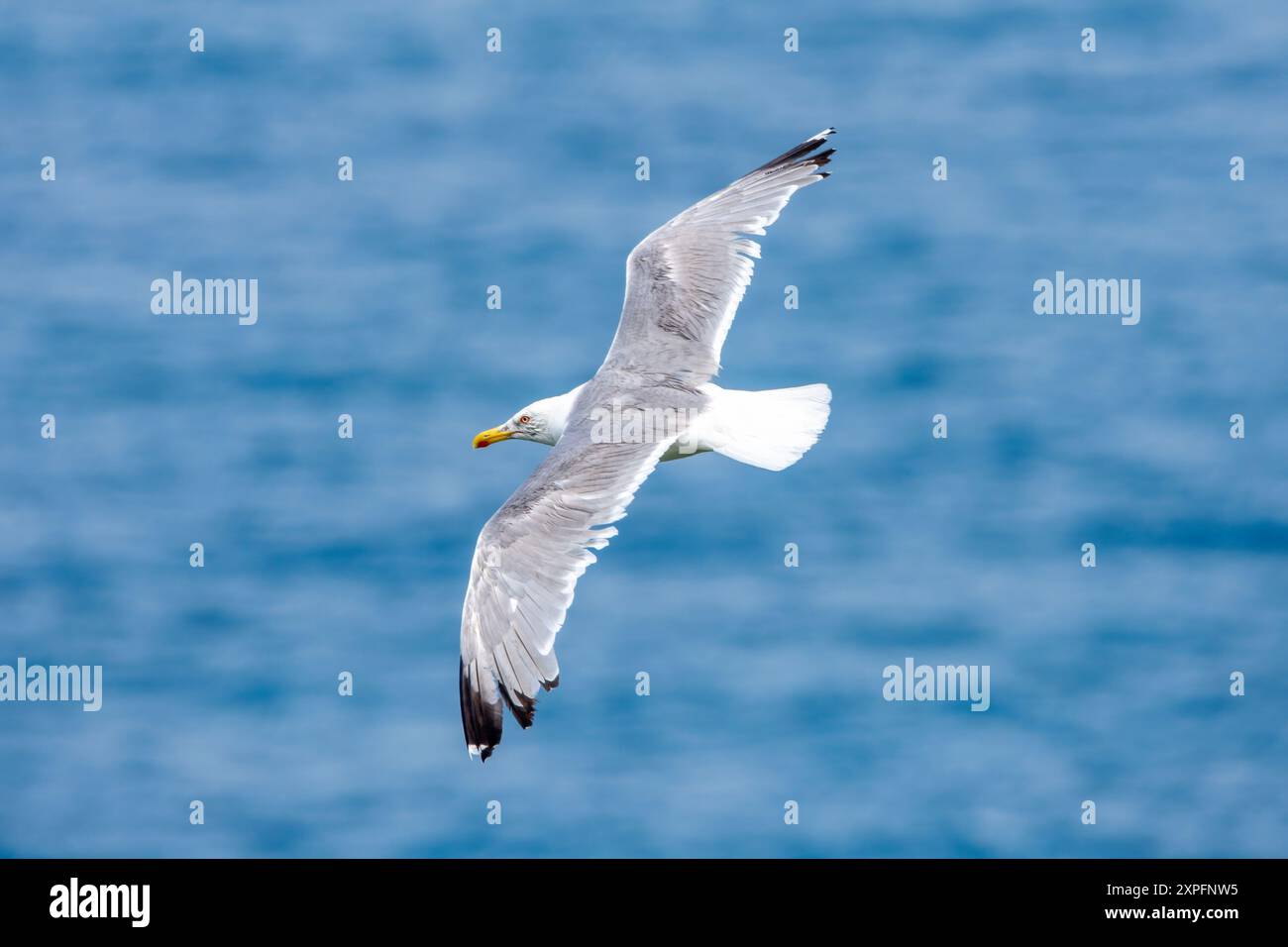 Pato pato volando hi-res stock photography and images - Alamy