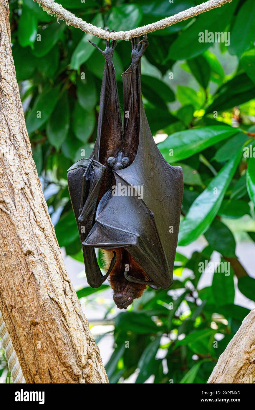Flying-foxes (Pteropus alecto) hanging in a tree Stock Photo - Alamy