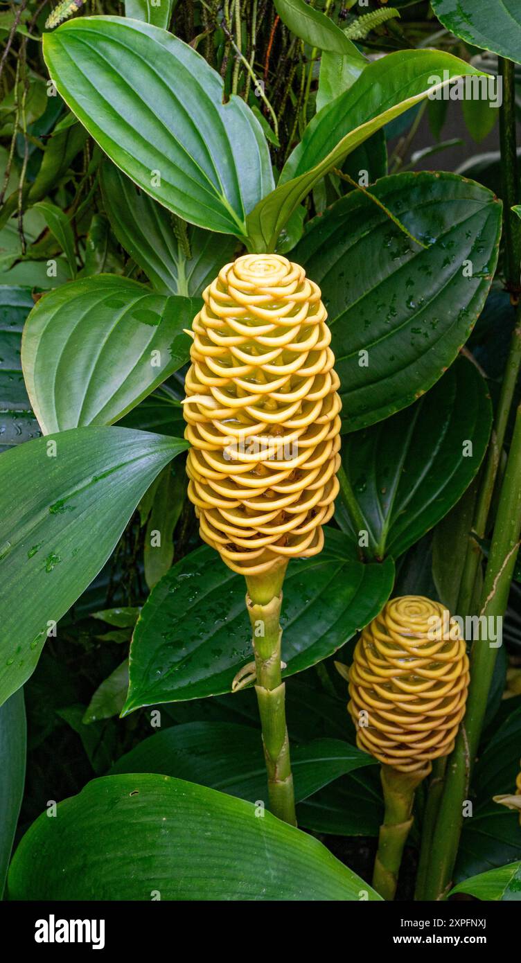 Beehive ginger zingiber spectabile hi-res stock photography and images ...