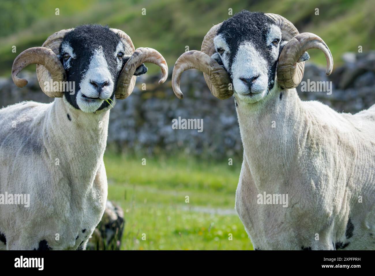 Two fine Swaledale rams, male sheep, in Summertime, facing camera and ...