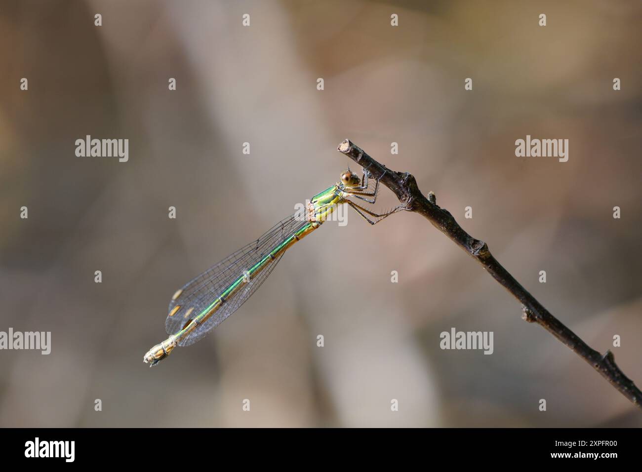 Insect sunbathing hi-res stock photography and images - Alamy