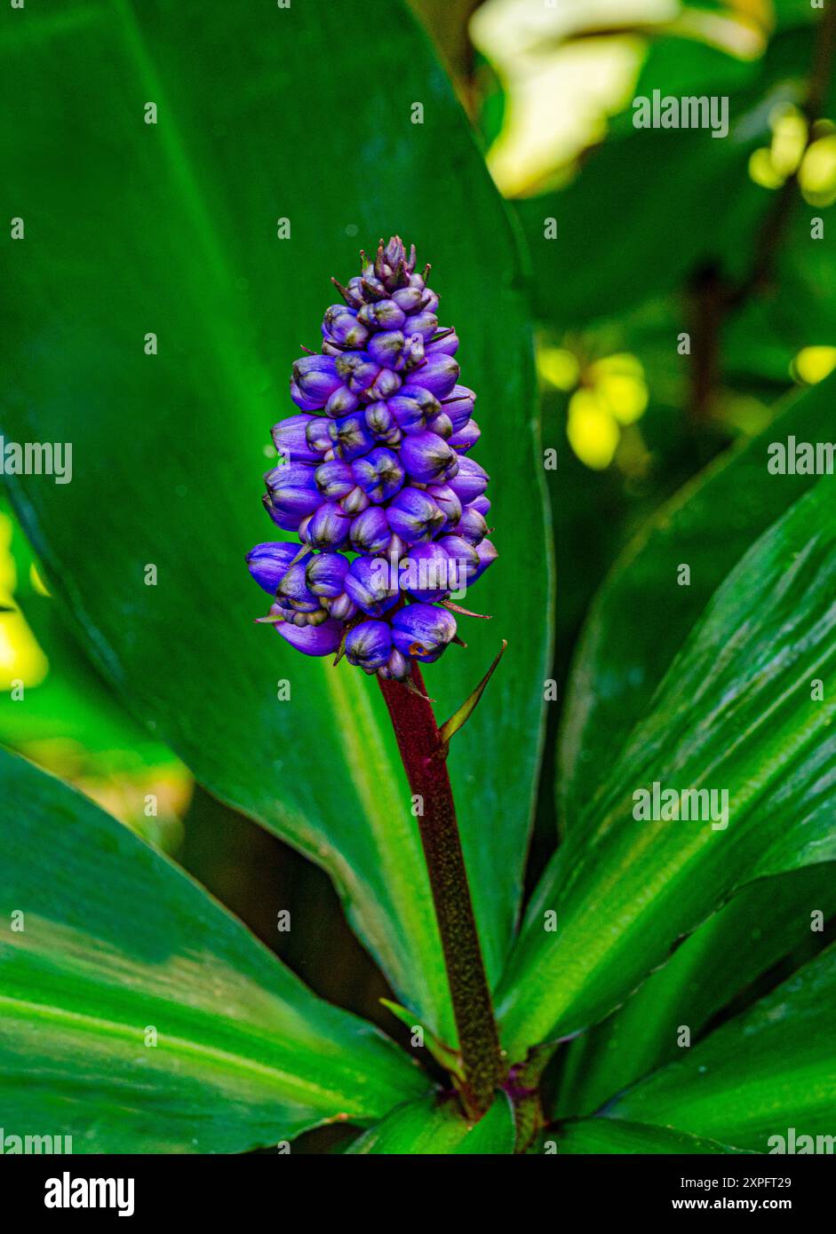 Blue Ginger, Blue-Ginger or Brazilian Ginger, Dichorisandra thyrsiflora ...