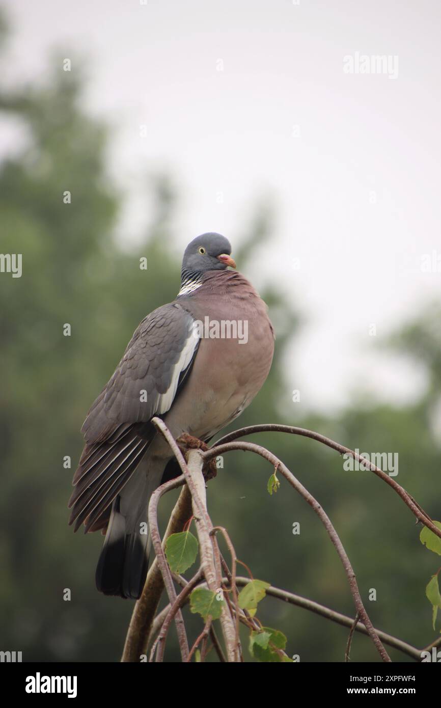 Beautiful pigeon on branch hi-res stock photography and images - Alamy