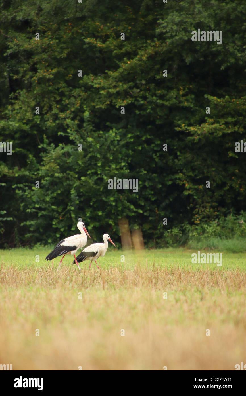 Two storks walk on field hi-res stock photography and images - Alamy