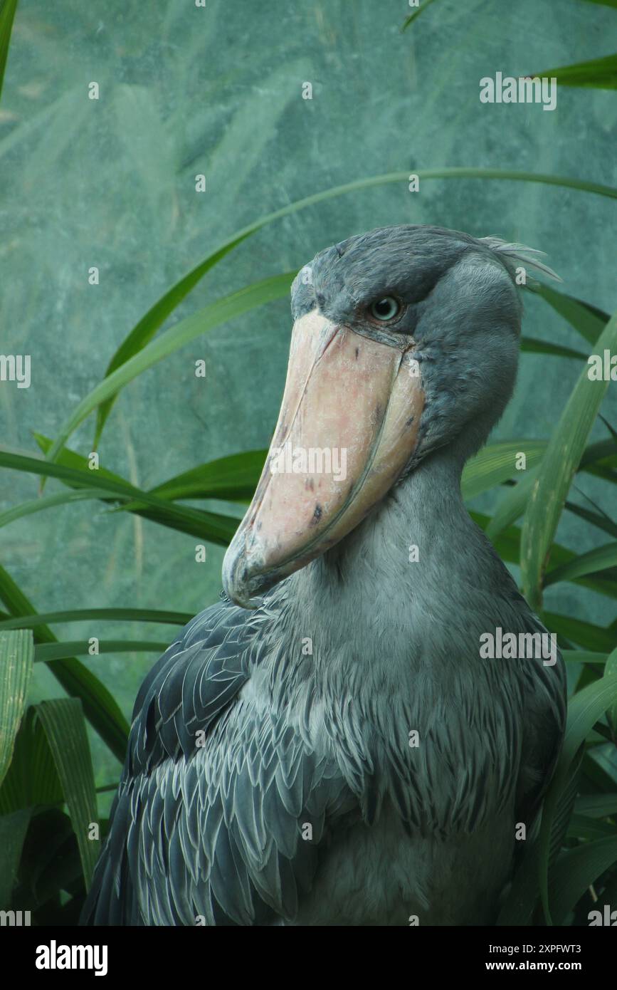 Portrait of shoebill in Prague ZOO. He is very majestic Stock Photo - Alamy