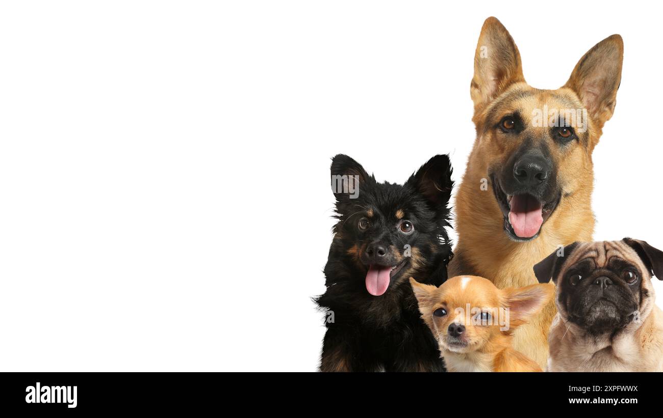 Adorable dogs on white background. Banner design with space for text ...