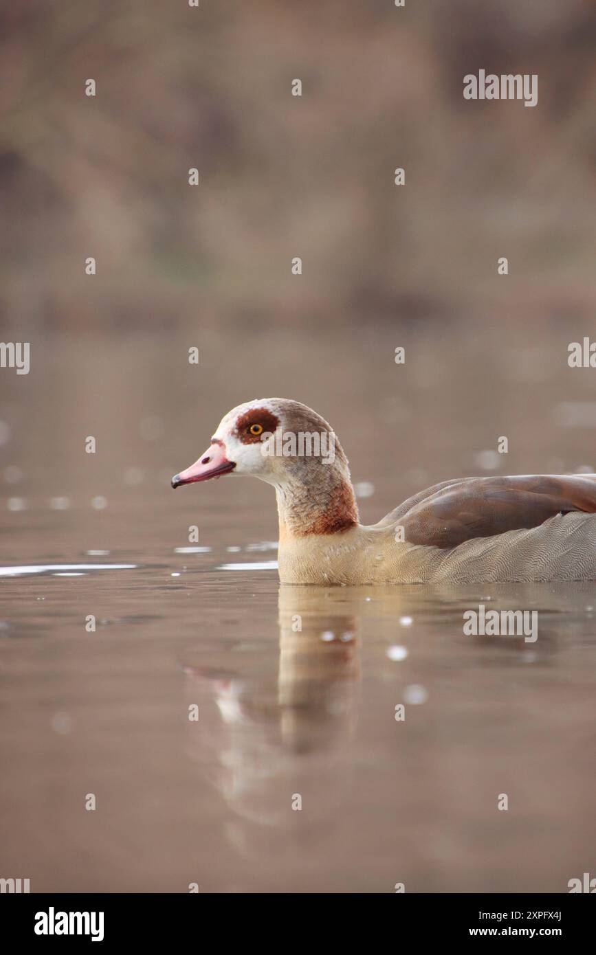 Amazing duck swim at pond in autumn. She has bold colors Stock Photo ...