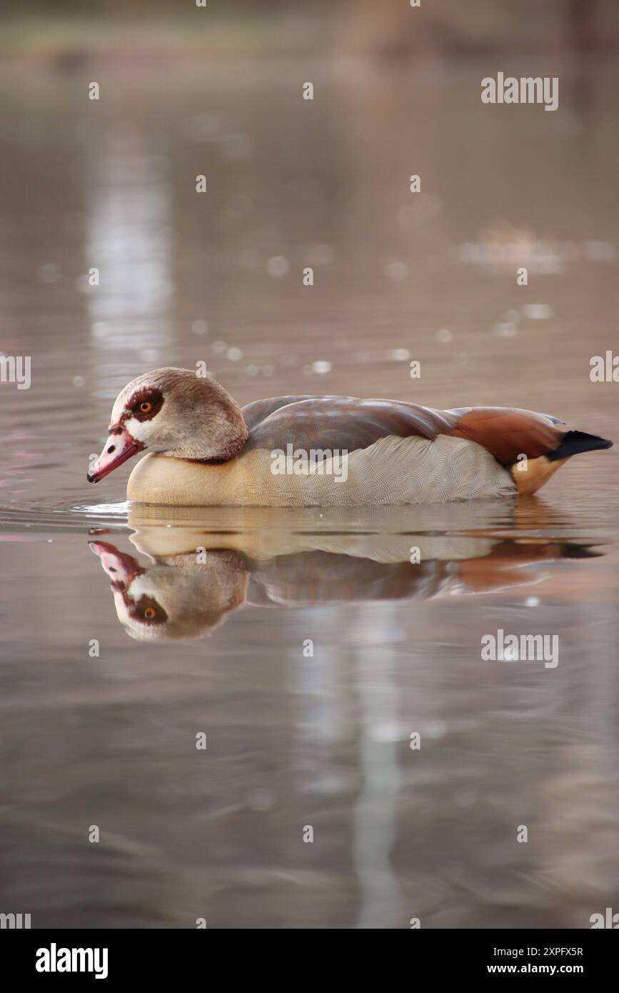 Amazing duck swim at pond in autumn. She has bold colors Stock Photo ...