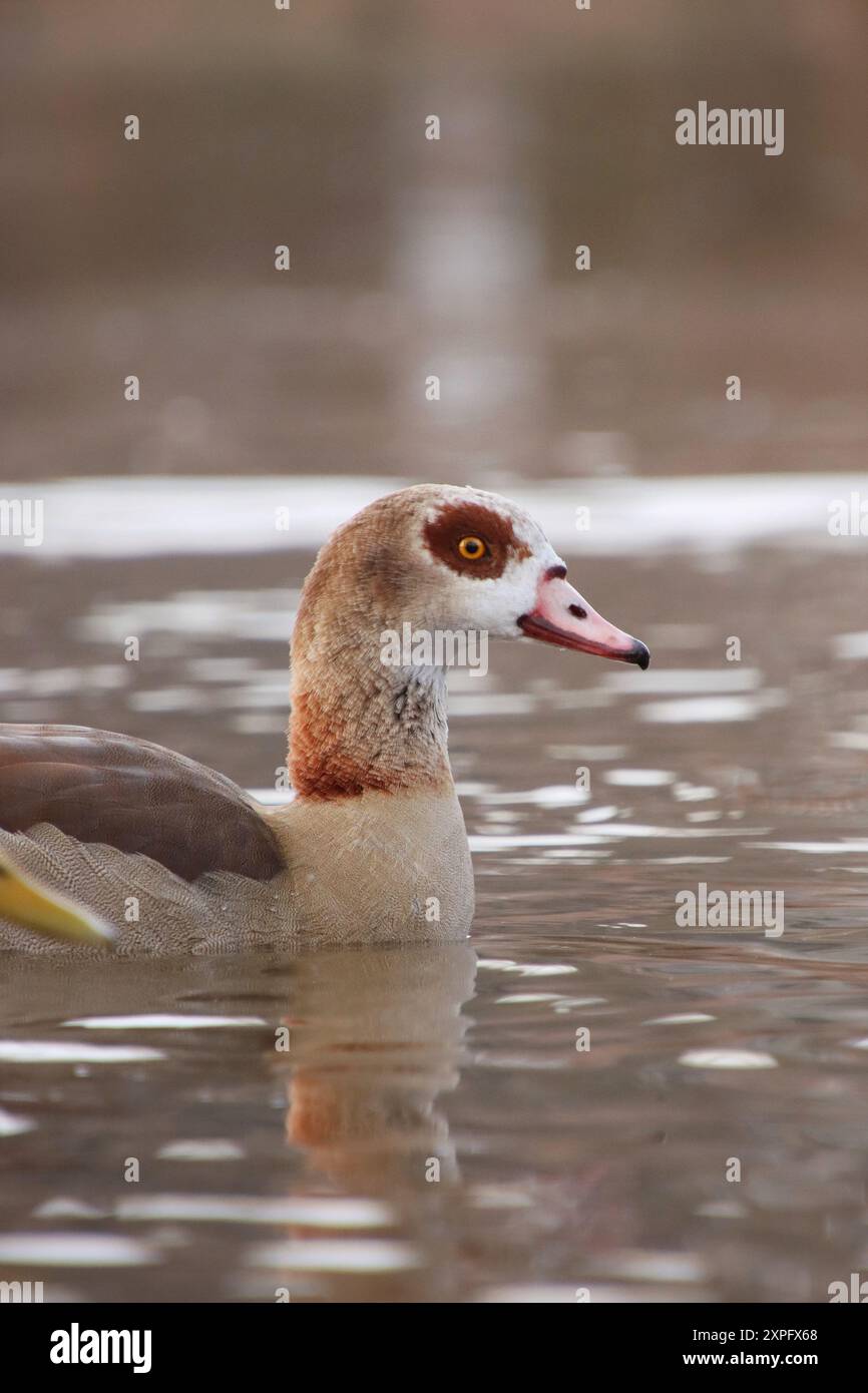 Amazing duck swim at pond in autumn. She has bold colors Stock Photo ...