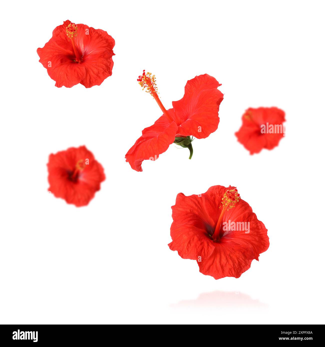 Beautiful blooming red rose flowers in the garden in Cut Out Stock ...