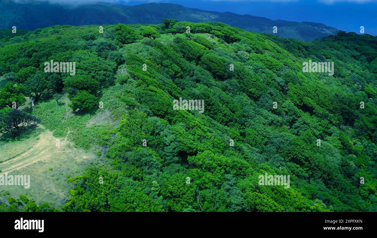 Aerial top view forest tree, Rainforest ecosystem and healthy ...