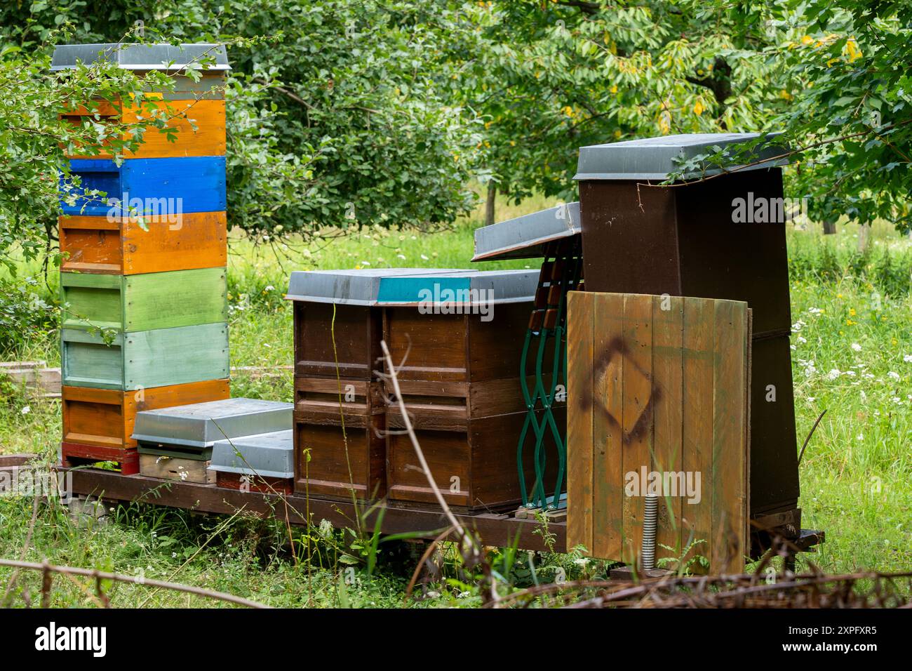 Colorful beehives located among the trees. Bee hives in green thickets ...