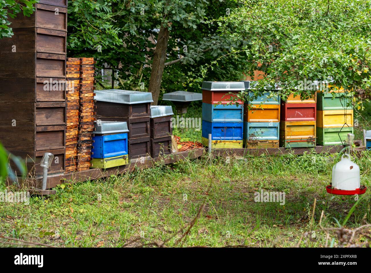 Colorful beehives located among the trees. Bee hives in green thickets ...