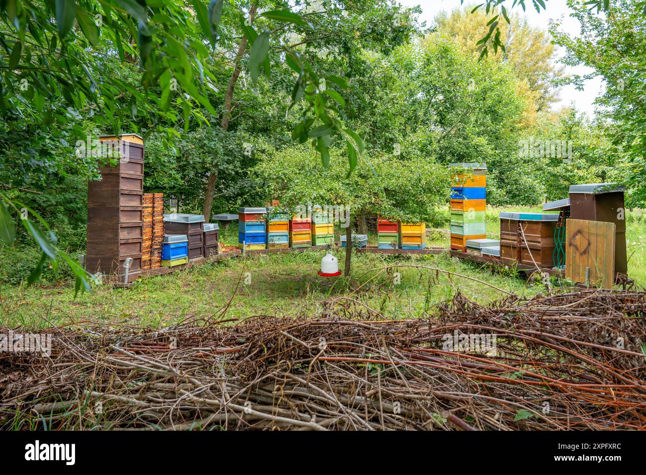 Colorful beehives located among the trees. Bee hives in green thickets ...