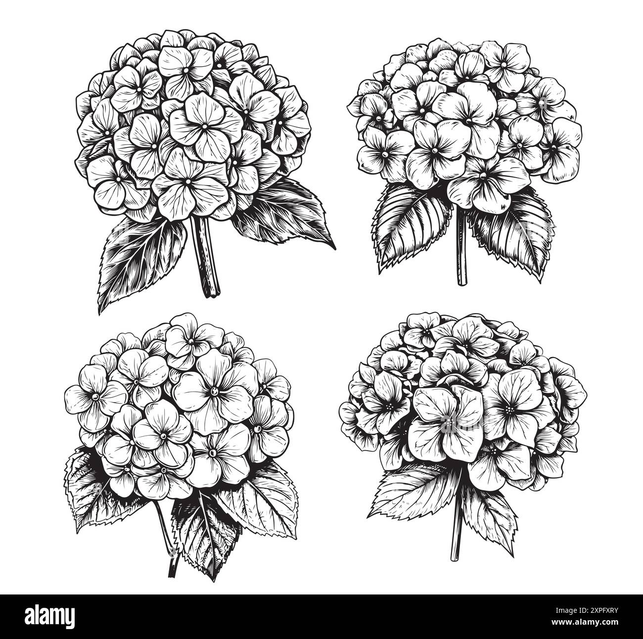 Hydrangea flower set. Hand drawn detailed hortensia Stock Vector Image ...