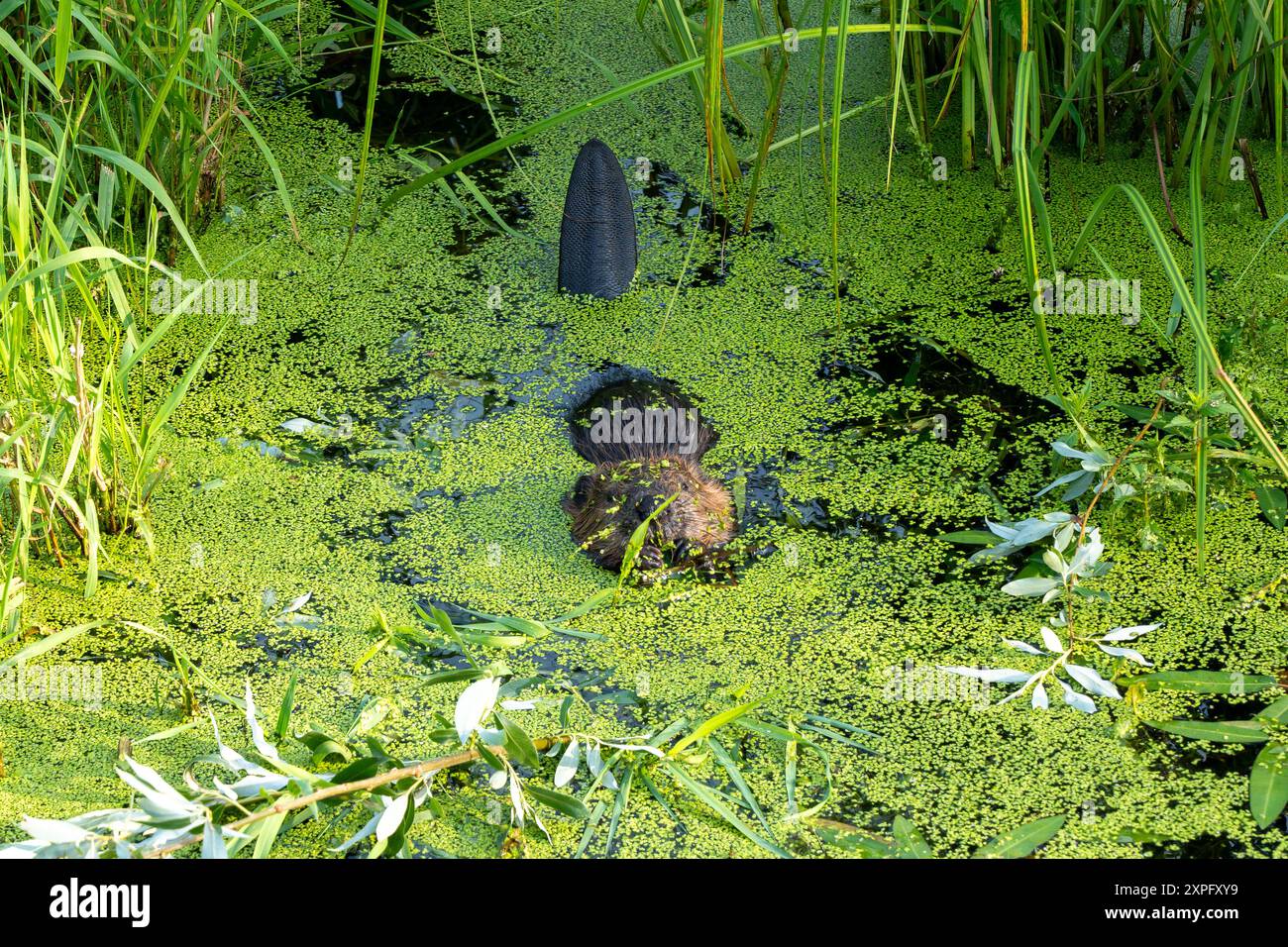 Beaver in water swamp close hi-res stock photography and images - Alamy