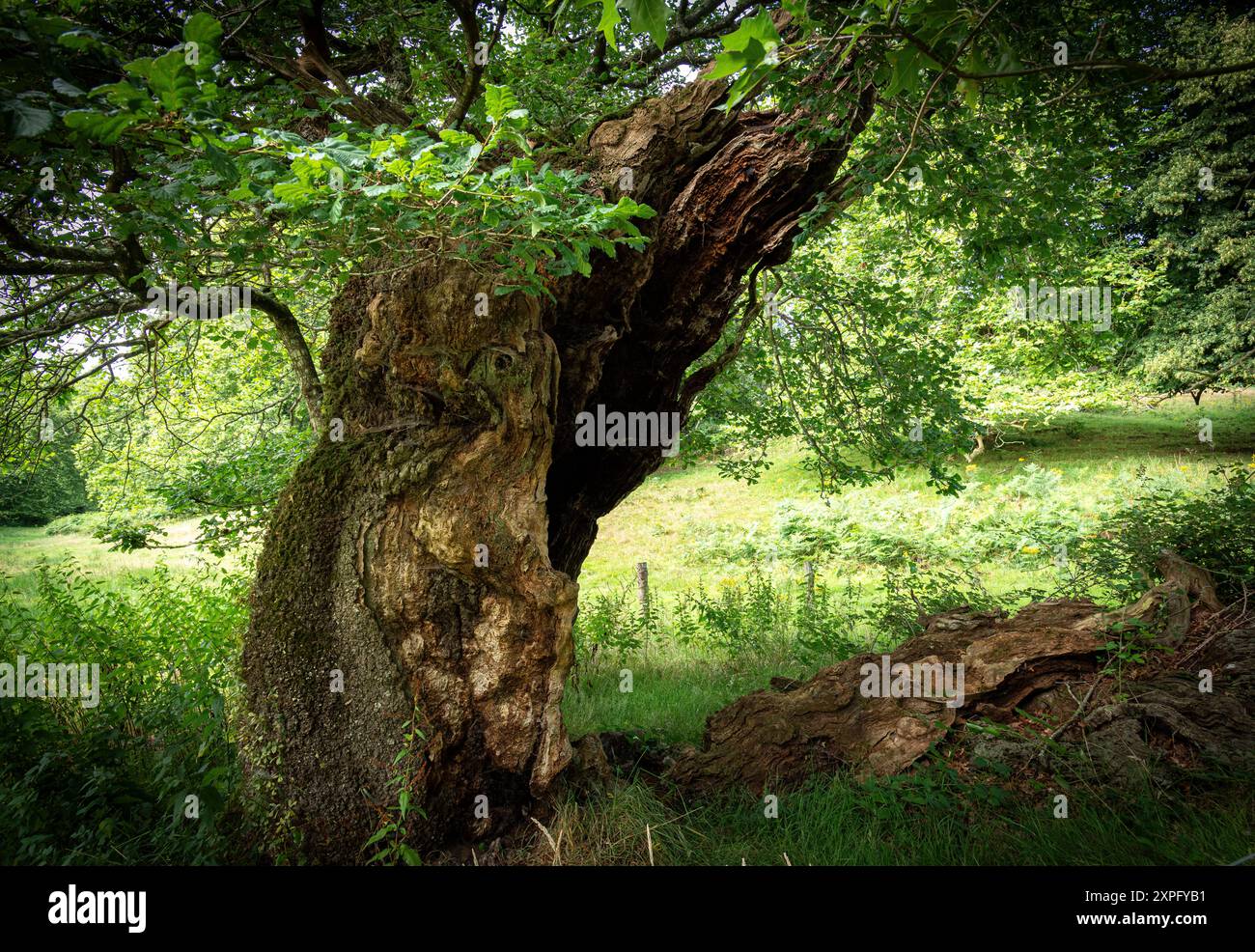 Known as Queen Elizabeth Oak-According to legend, Queen Elizabeth I ...