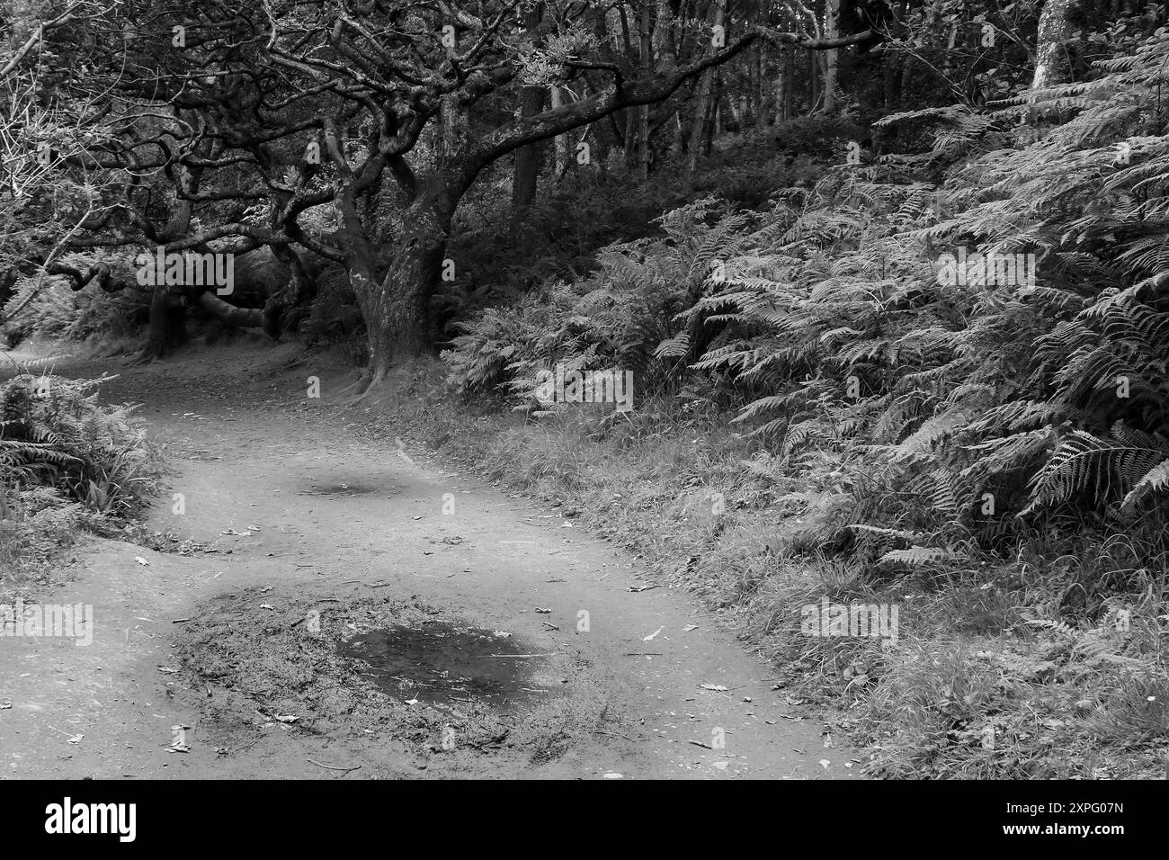 Muddy footpath through wooded area black and white Stock Photo - Alamy