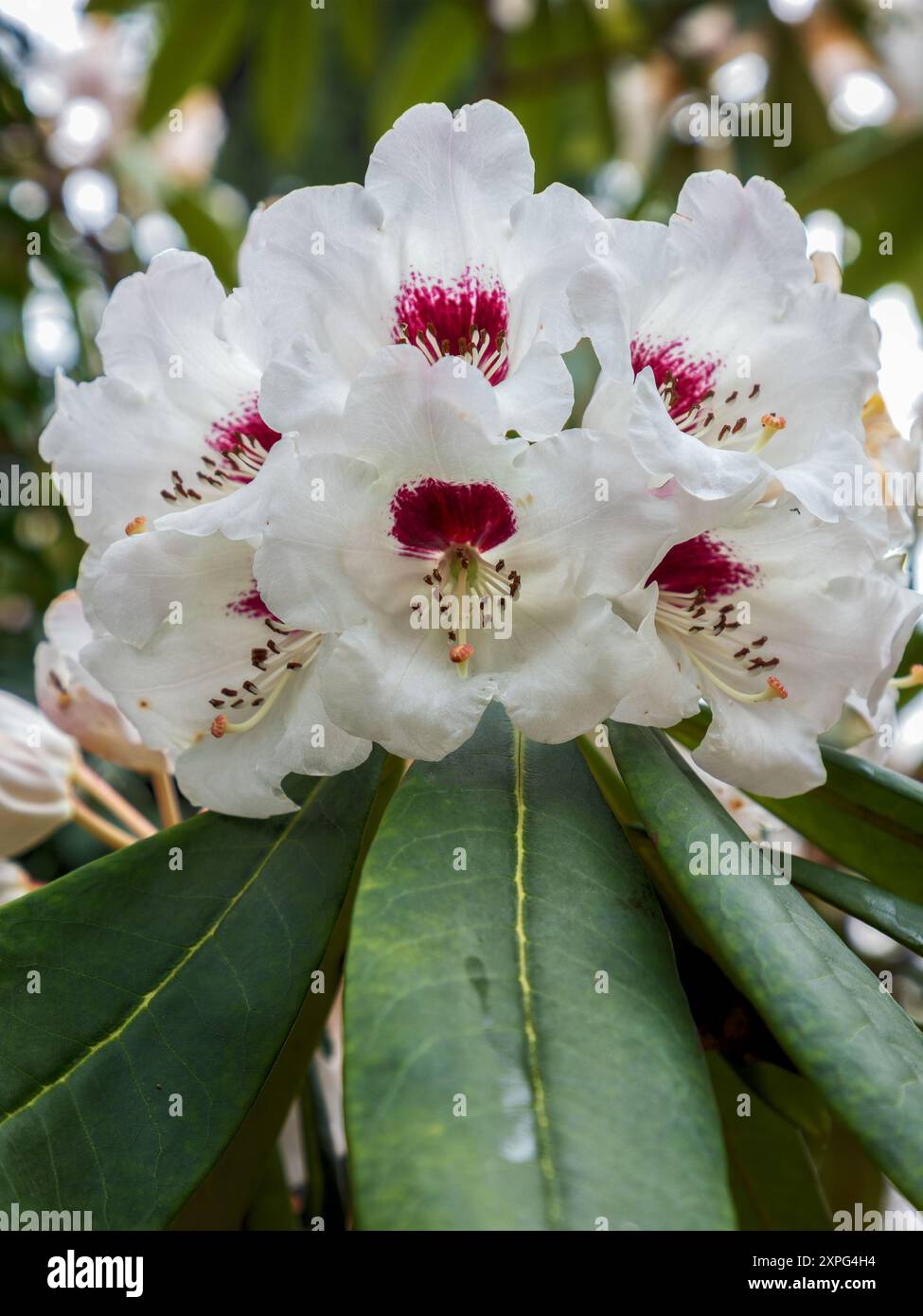 Beautiful Rhododendron Sappho in natural light Stock Photo - Alamy