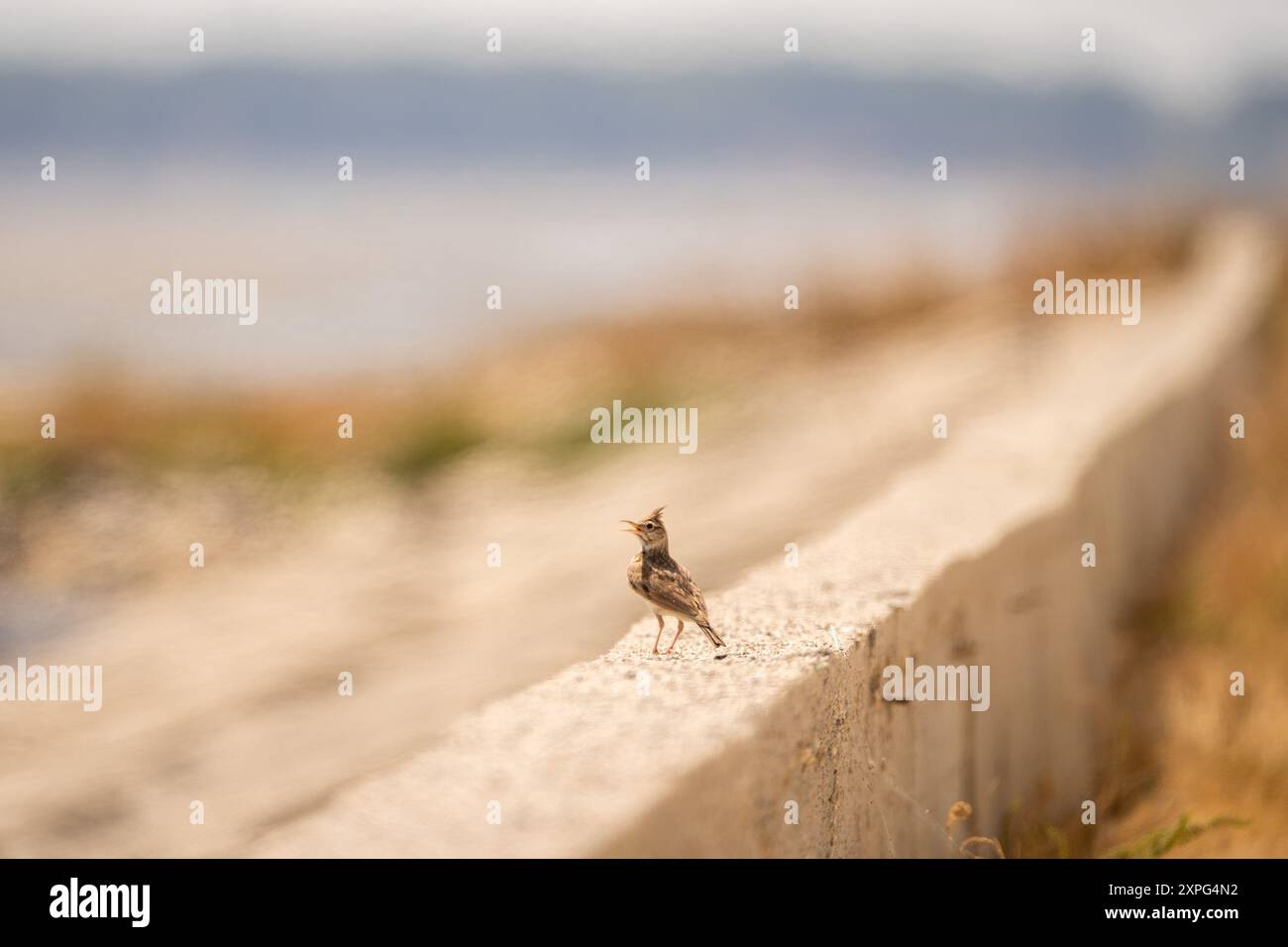 The crested lark is a species of lark distinguished from the other 81 ...