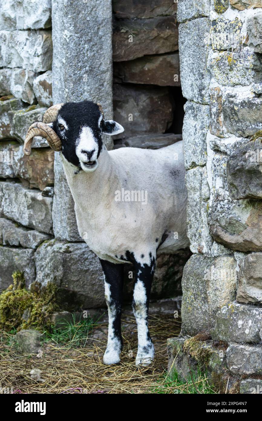 A fine Swaledale ram in Summertime peeping out of a barn door and ...