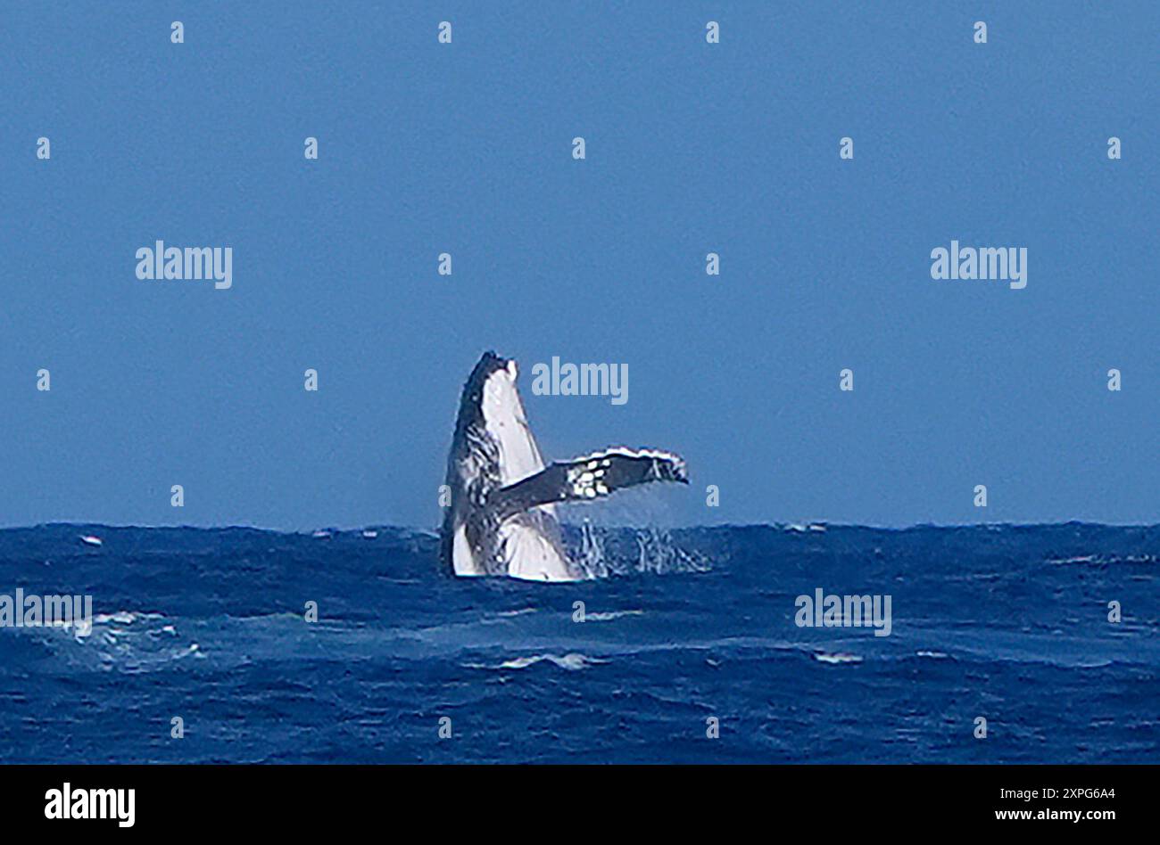 A whale breaches during the semifinal round of the surfing competition ...