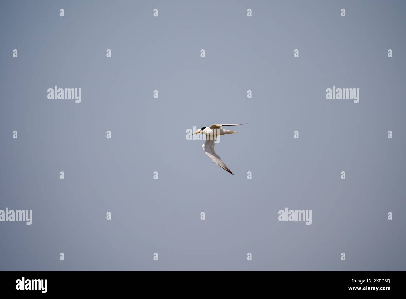 River Tern in flight. Narta lagoon in Vlore, Albania Stock Photo - Alamy