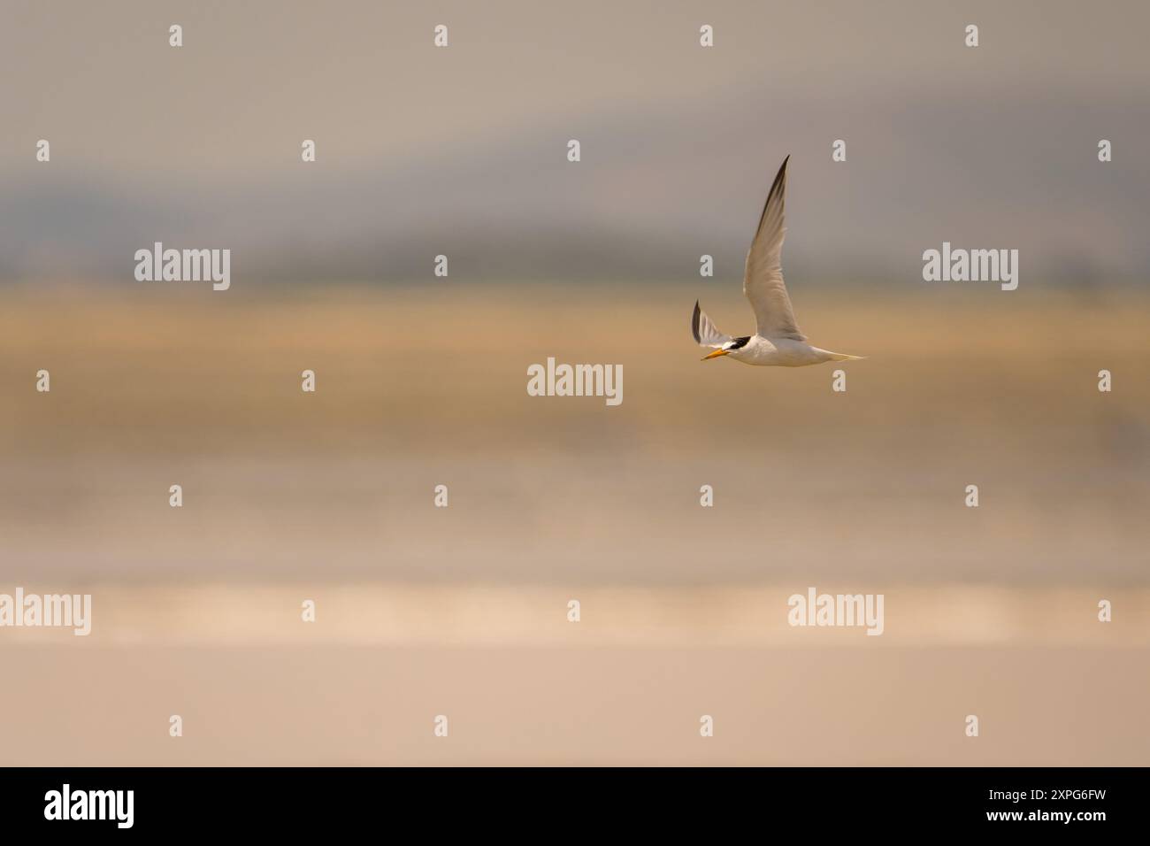 River Tern in flight. Narta lagoon in Vlore, Albania Stock Photo - Alamy