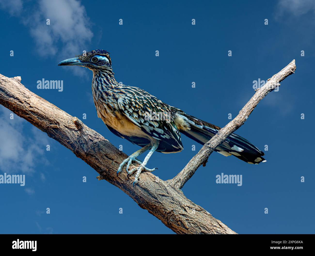The greater roadrunner (Geococcyx californianus) is a long-legged bird ...
