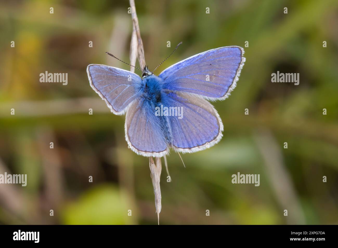 Adonis Blue at Tout Quarry Portland Dorset UK Stock Photo - Alamy