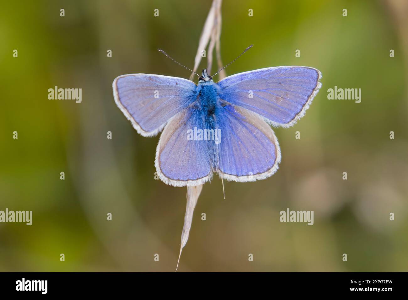 Blue adonis uk hi-res stock photography and images - Alamy
