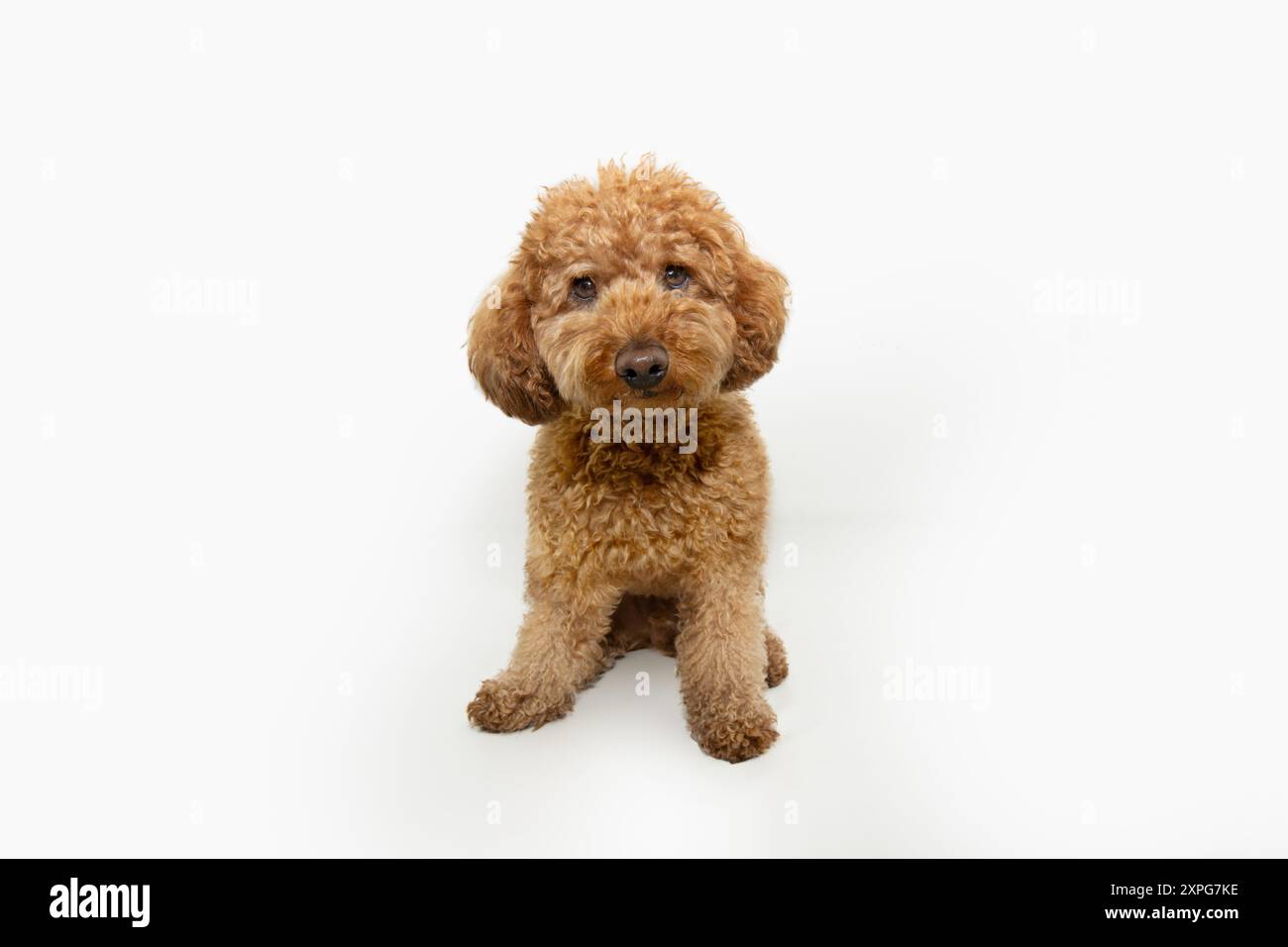 Portrait red poodle dog sitting and looking at camera. Isolated on ...