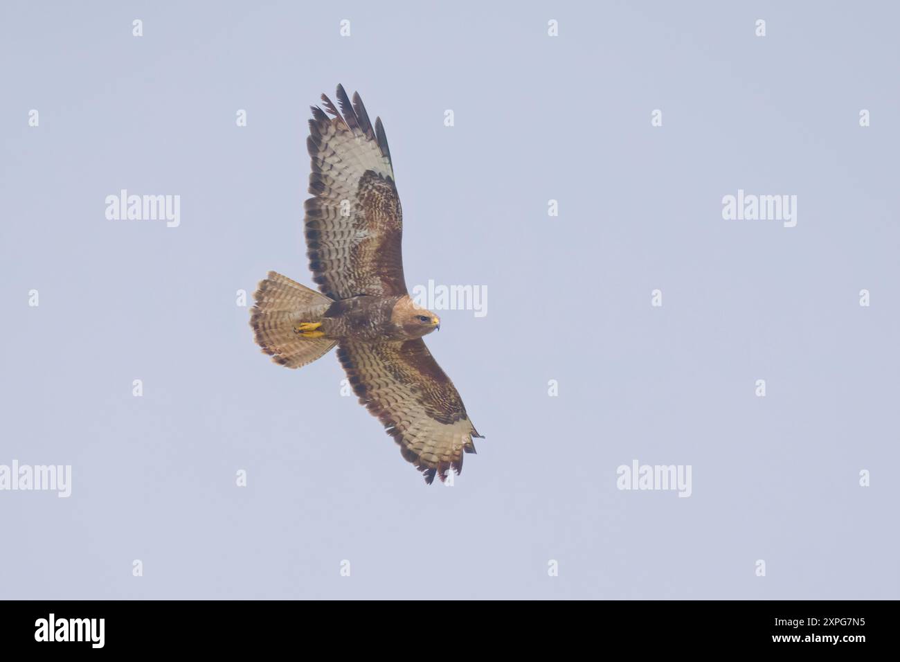Common Buzzard in flight over Portland Dorset UK Stock Photo - Alamy