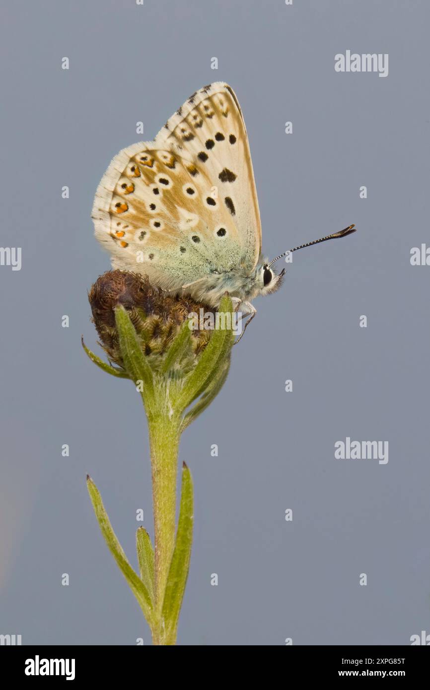 Chalkhill Blue Butterfly at Tout Quarry Dorset UK Stock Photo - Alamy