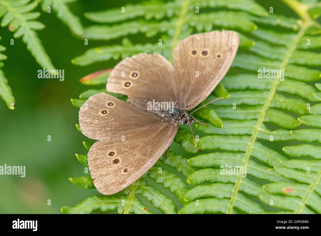 Ringlet butterfly, Aphantopus hyperantus. Sussex, UK Stock Photo - Alamy