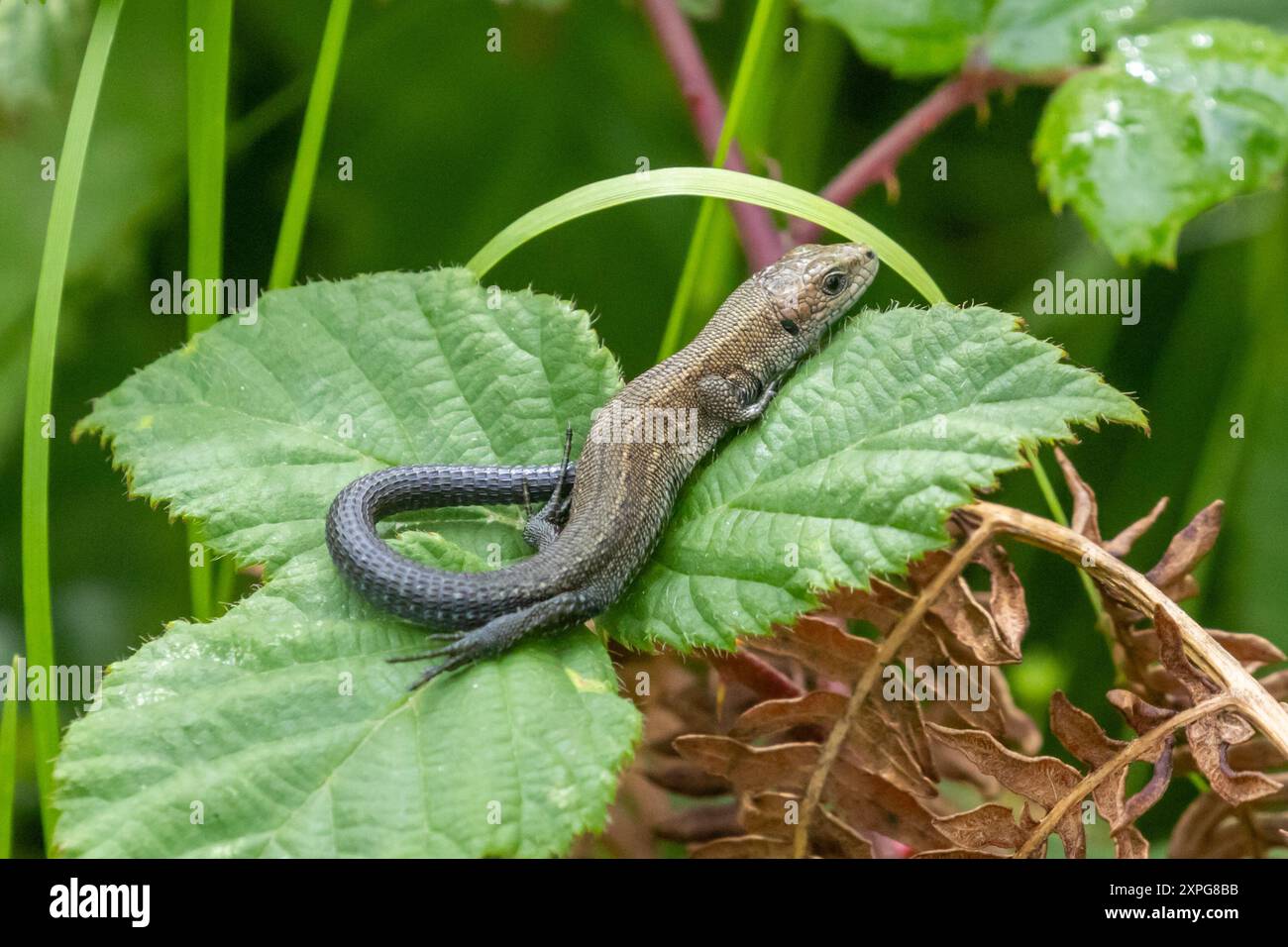 Common lizards england hi-res stock photography and images - Alamy
