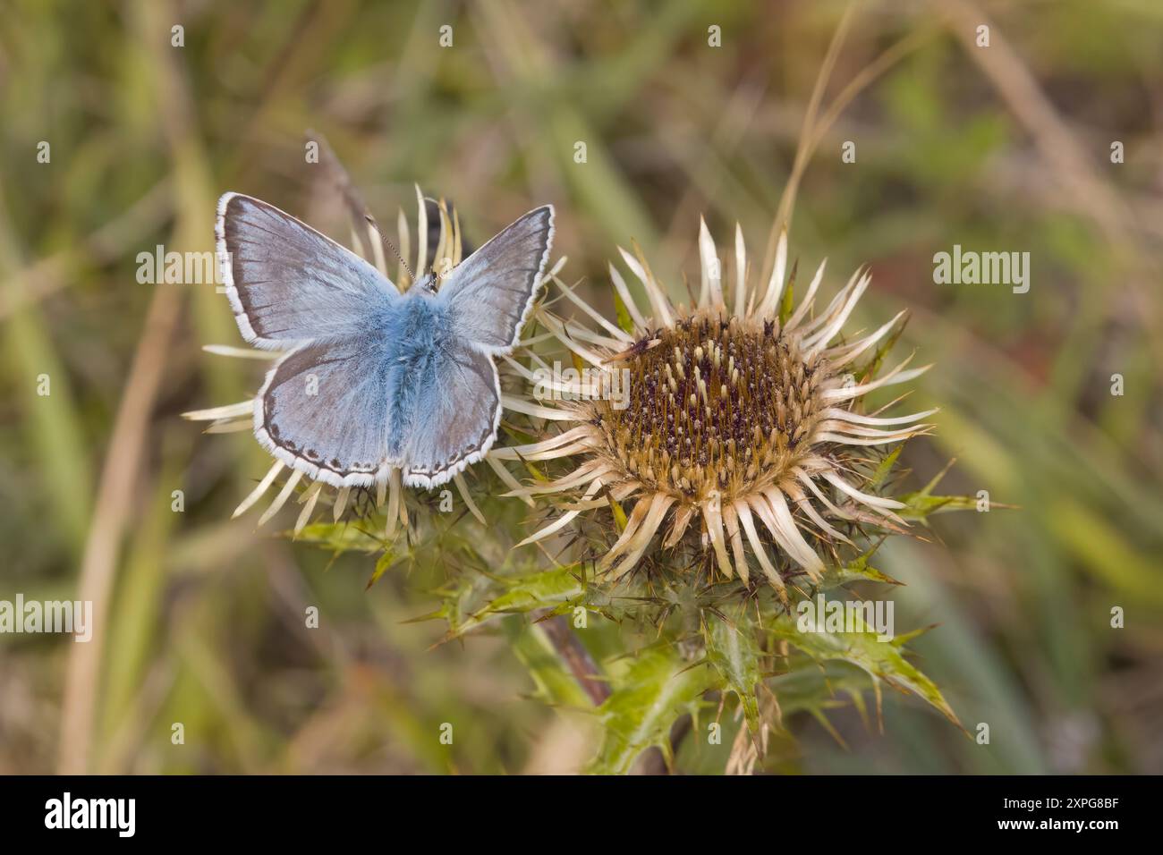 Chalkhill Blue Butterfly at Tout Quarry Dorset UK Stock Photo - Alamy