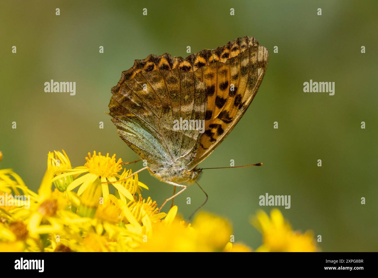 Silver-washed fritillary butterfly, Argynnis paphia. Sussex, UK Stock ...