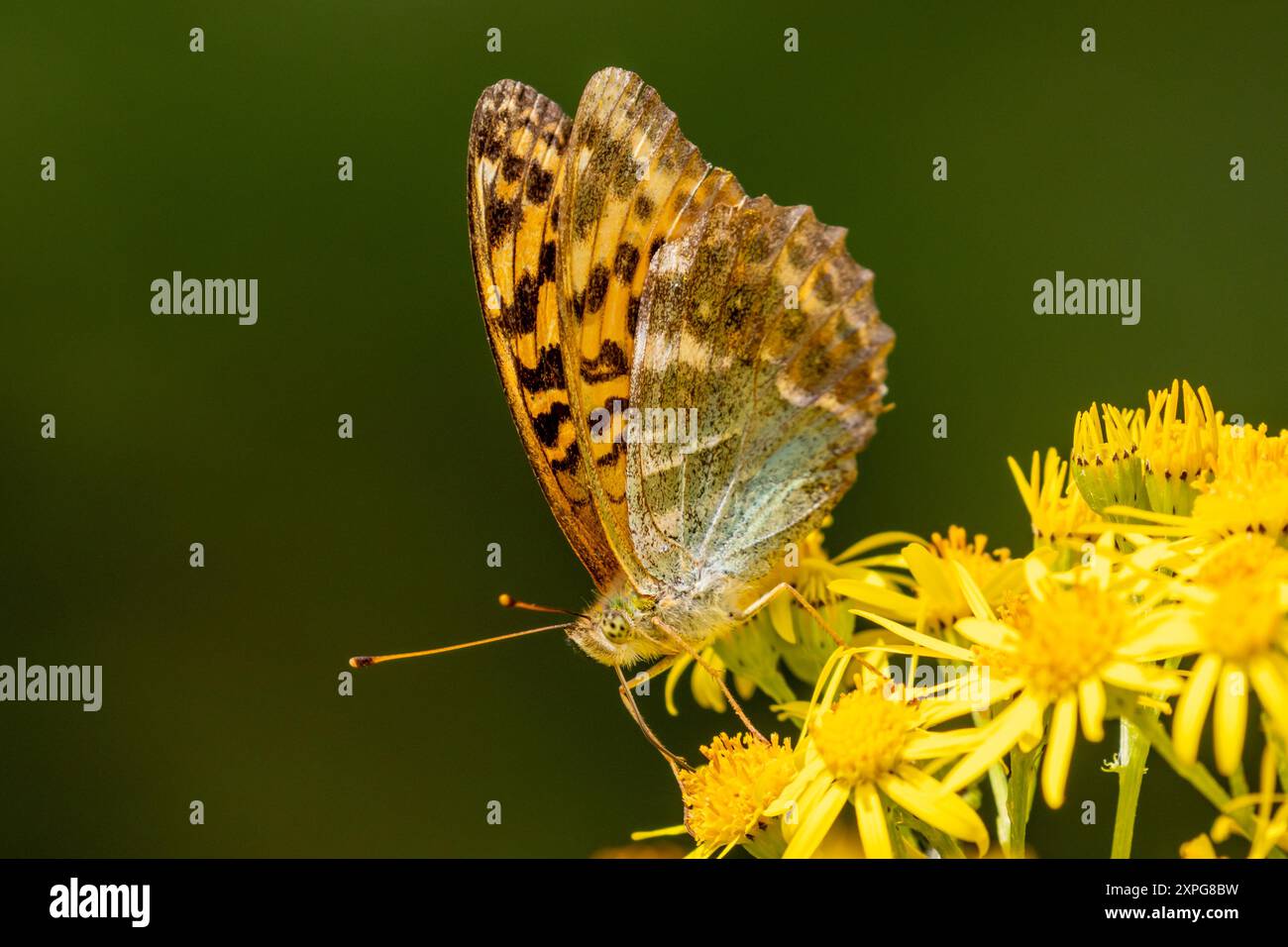 Silver-washed fritillary butterfly, Argynnis paphia. Sussex, UK Stock ...