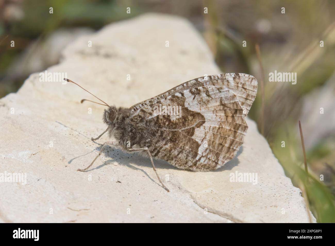 Grayling Butterfly at Tout Quarry Dorset UK Stock Photo - Alamy