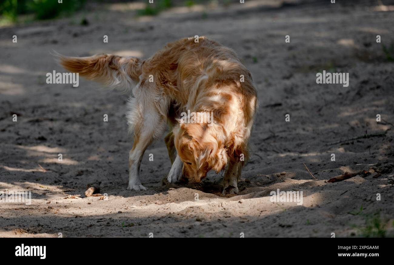 Golden retriever digging hi-res stock photography and images - Alamy