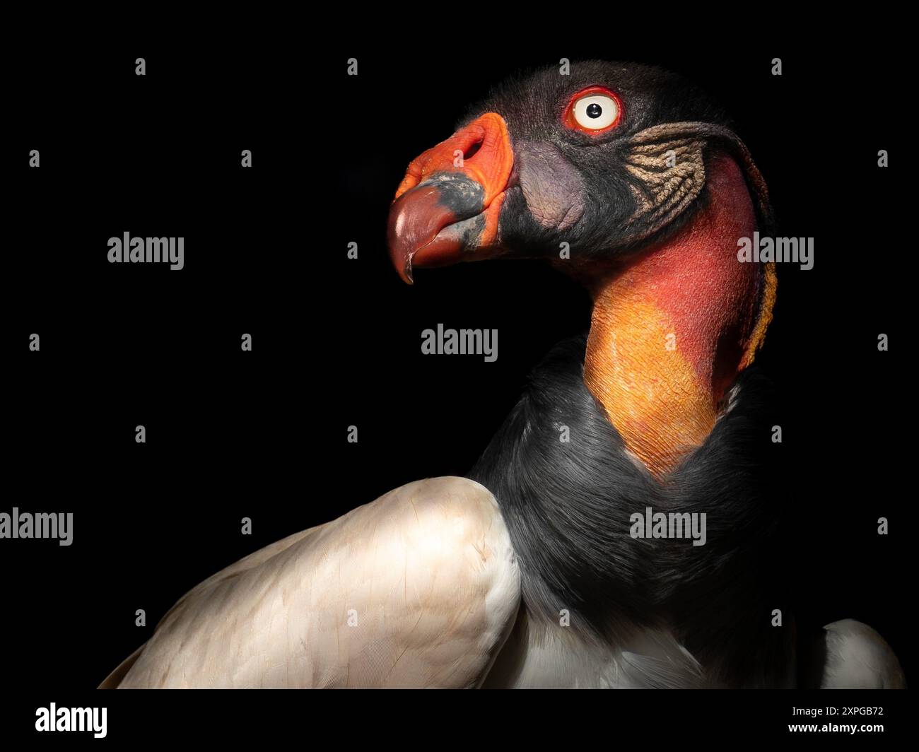 King Vulture (Mayan bird Stock Photo - Alamy
