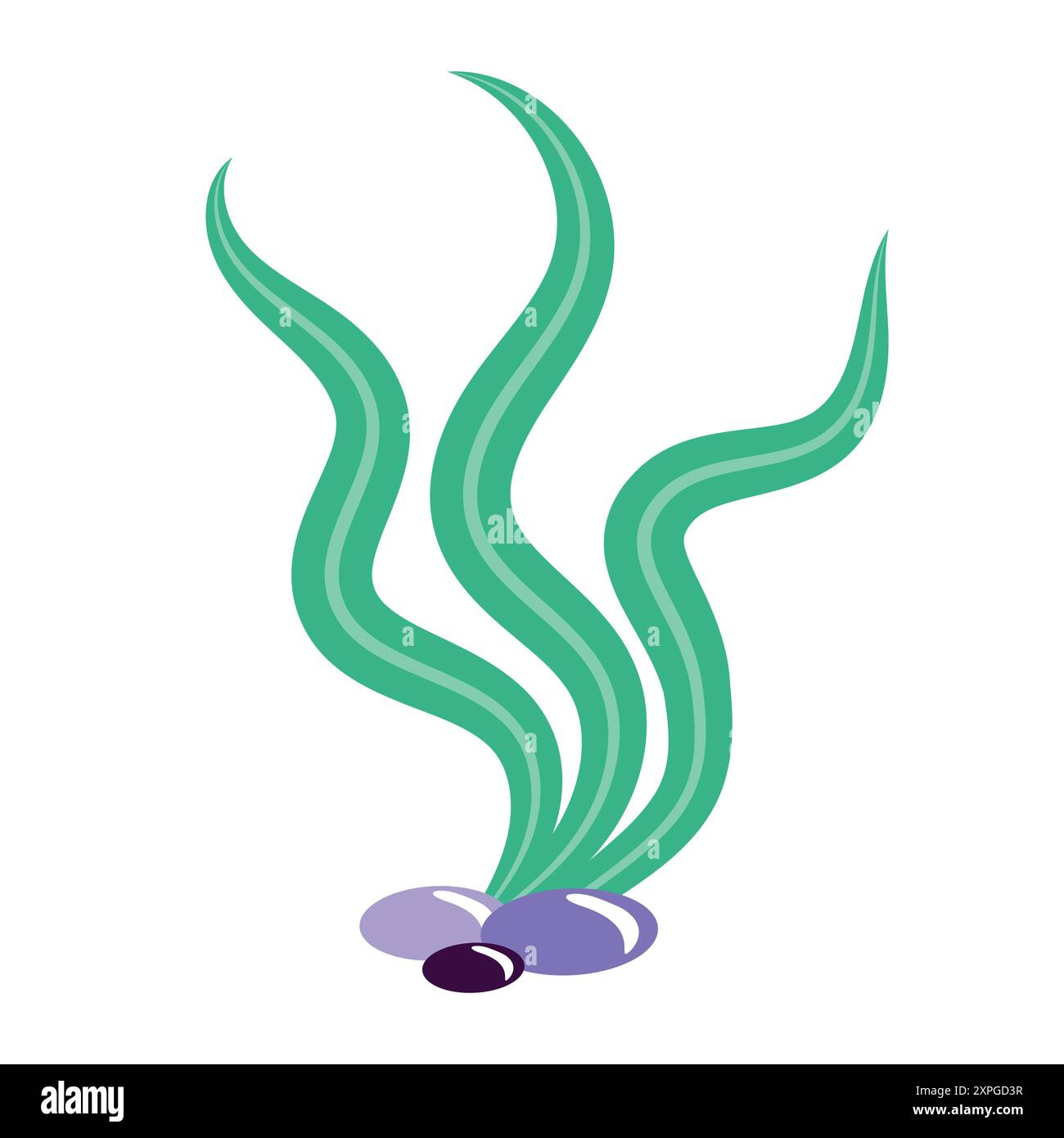 Green seaweed. Vector illustration isolated on white background. Ocean, sea plants concept ...