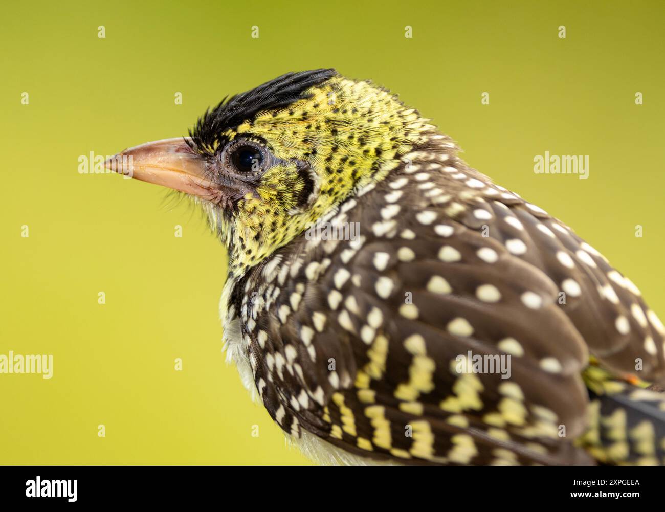 Termite feeding bird hi-res stock photography and images - Alamy