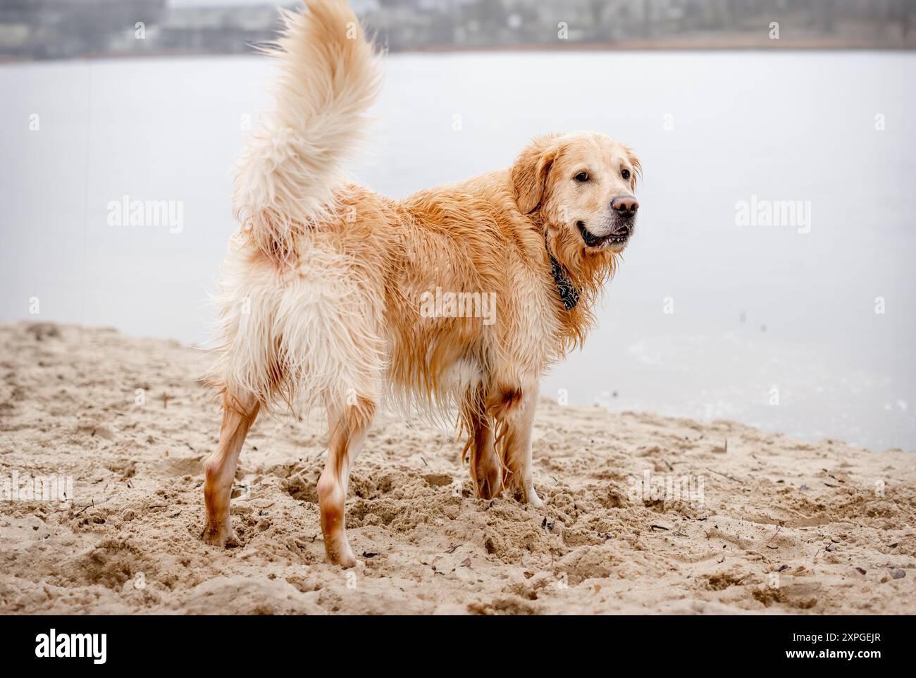 Golden Retriever Stands On Sandy Shore, Looking At Water From Behind ...