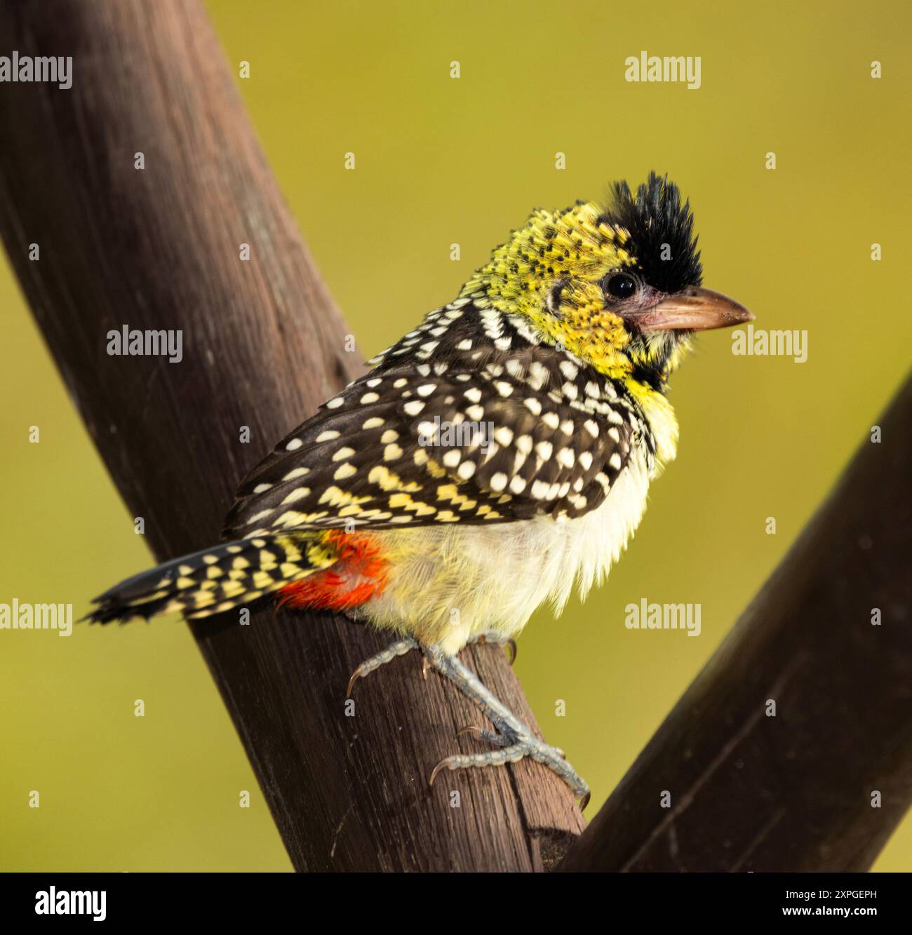 Termite feeder hi-res stock photography and images - Alamy